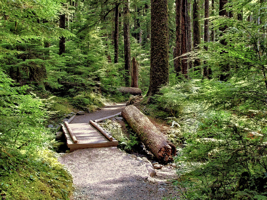 Trail Through A Rain Forest - Olympic National Park 1 Photograph by ...