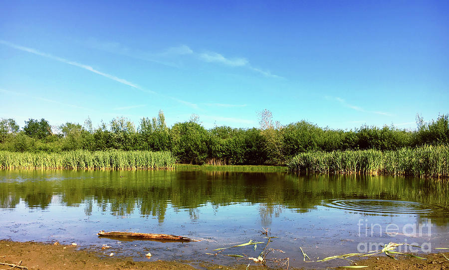 Tranquil pond scene Photograph by Tom Gowanlock - Fine Art America