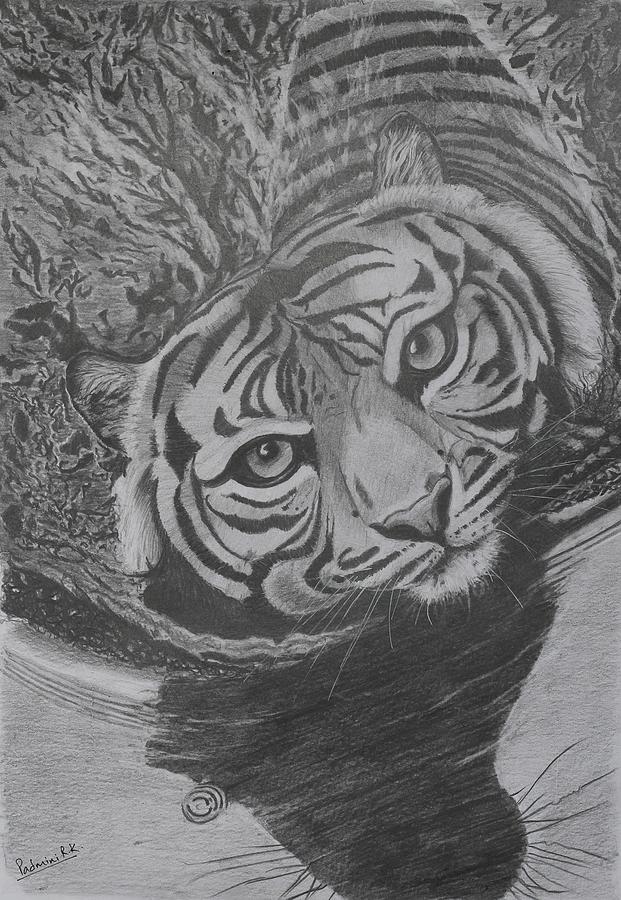 Transfixed Drawing by Padmini Rk - Fine Art America