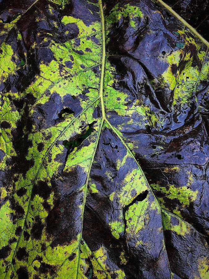 Transform Photograph by Daniel Thornton - Fine Art America