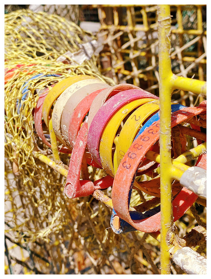 Trapit Photograph by Mariana McCormack - Fine Art America