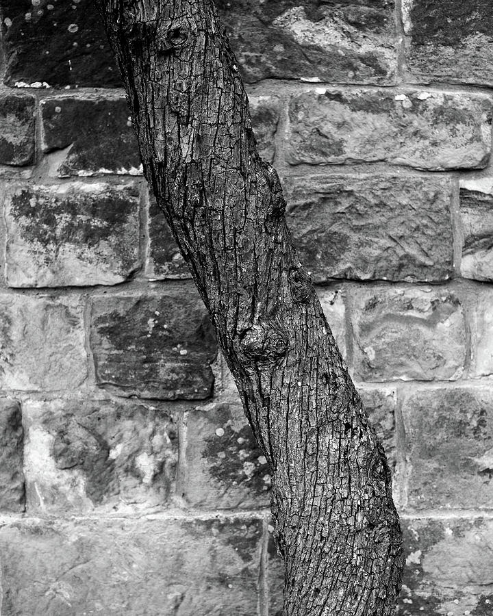 Tree against stone background Photograph by Simon Maxwell - Fine Art ...