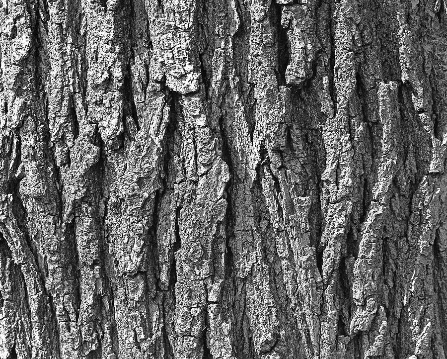 Tree Bark Photograph by Daniel Upton | Fine Art America