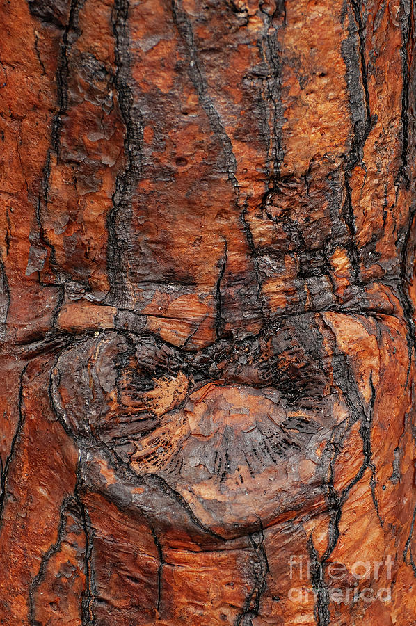 Tree Bark Design Photograph by Bob Phillips - Fine Art America