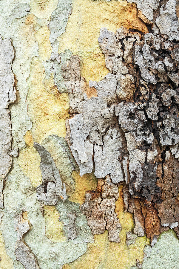 Tree Bark Pattern #19 Photograph by Robert VanDerWal - Fine Art America