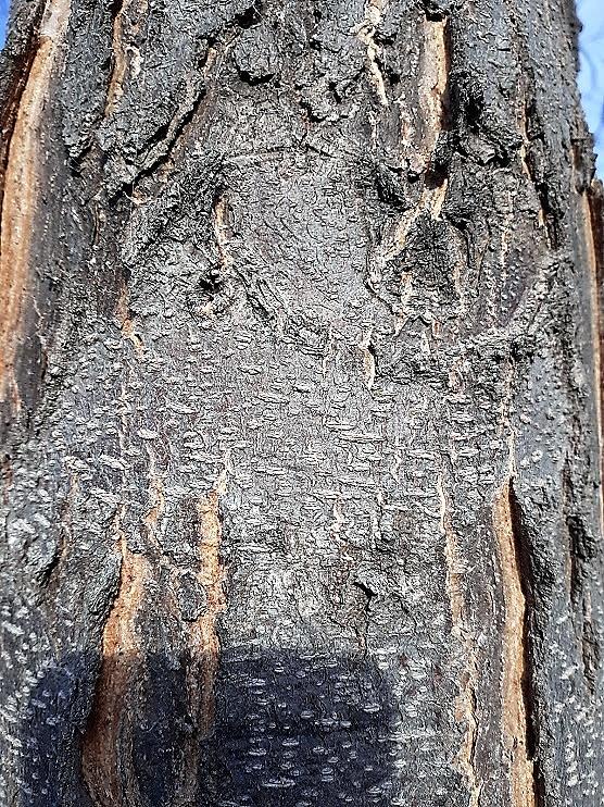 Tree bark splitting Photograph by Kathy Horn