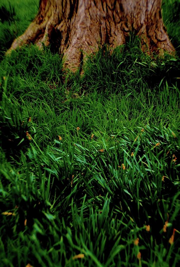 Tree Base Photograph by Kerrie Murphy - Pixels