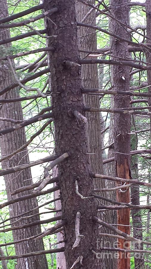 Tree branches structure Photograph by GJ Glorijean - Fine Art America