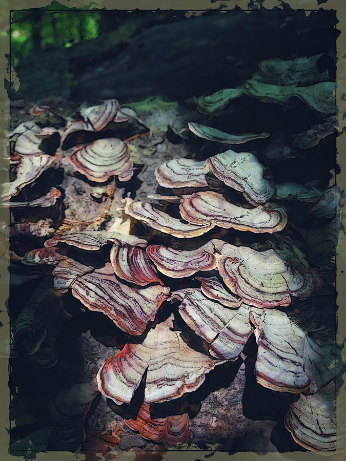 Tree Conks Photograph by Amy Sorvillo - Fine Art America