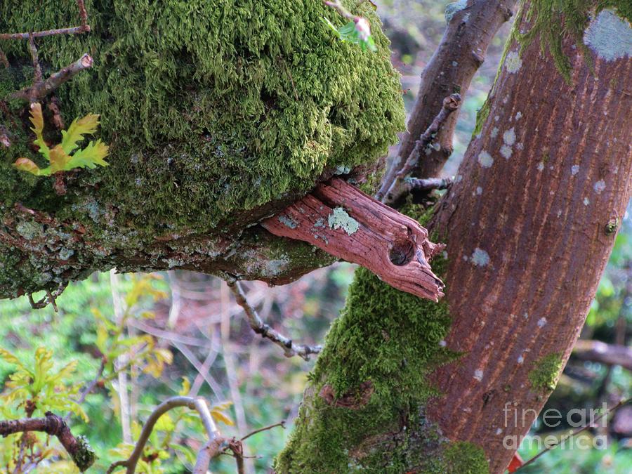 Tree Creature Photograph by Lesley Evered - Fine Art America