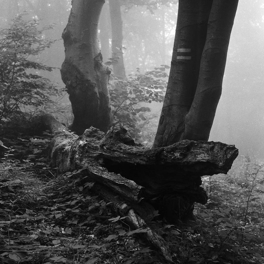 Tree crocodile Photograph by Marcin Kotlarek - Fine Art America