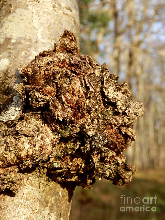Tree Devil Photograph by Stephen Farhall - Fine Art America