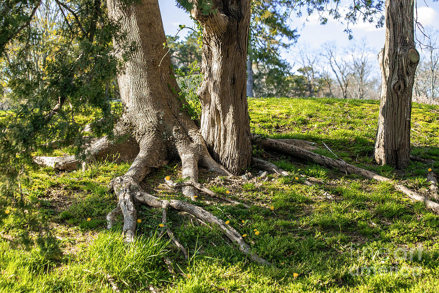 Tree Feet Photograph by Sharon Mayhak | Fine Art America
