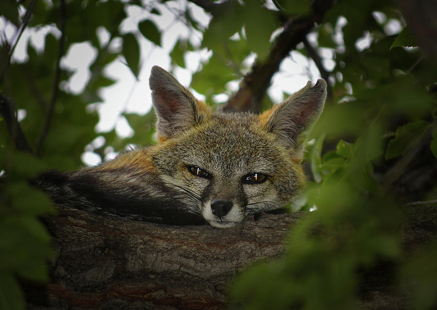 Tree Fox Photograph by Mark Bell | Pixels