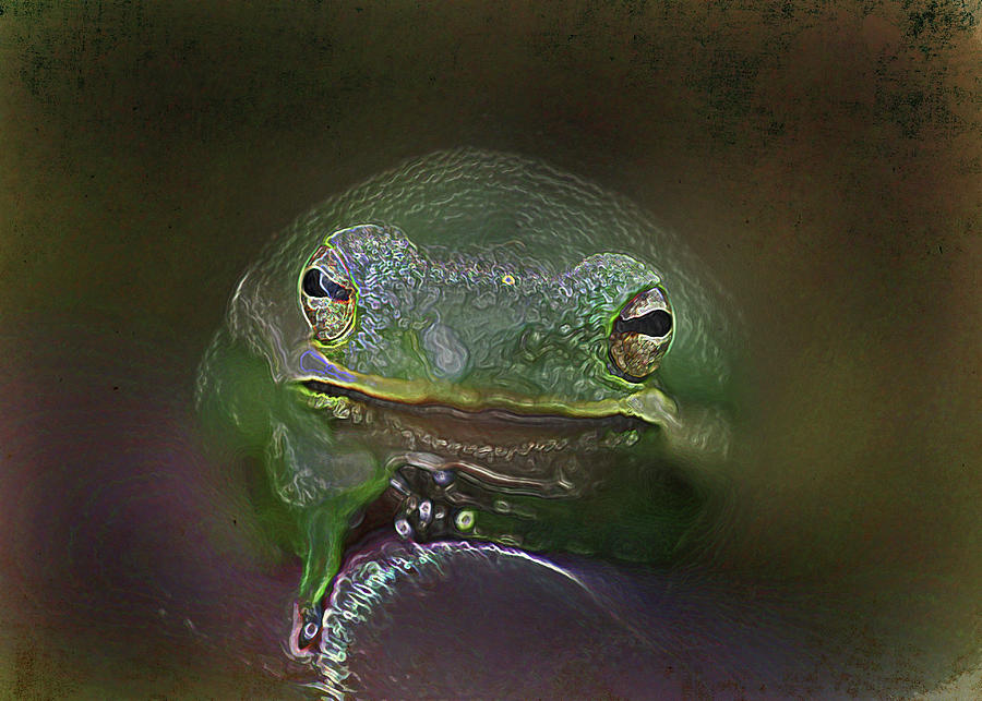 Frog Face 3 Photograph by Ronnie Corn - Fine Art America