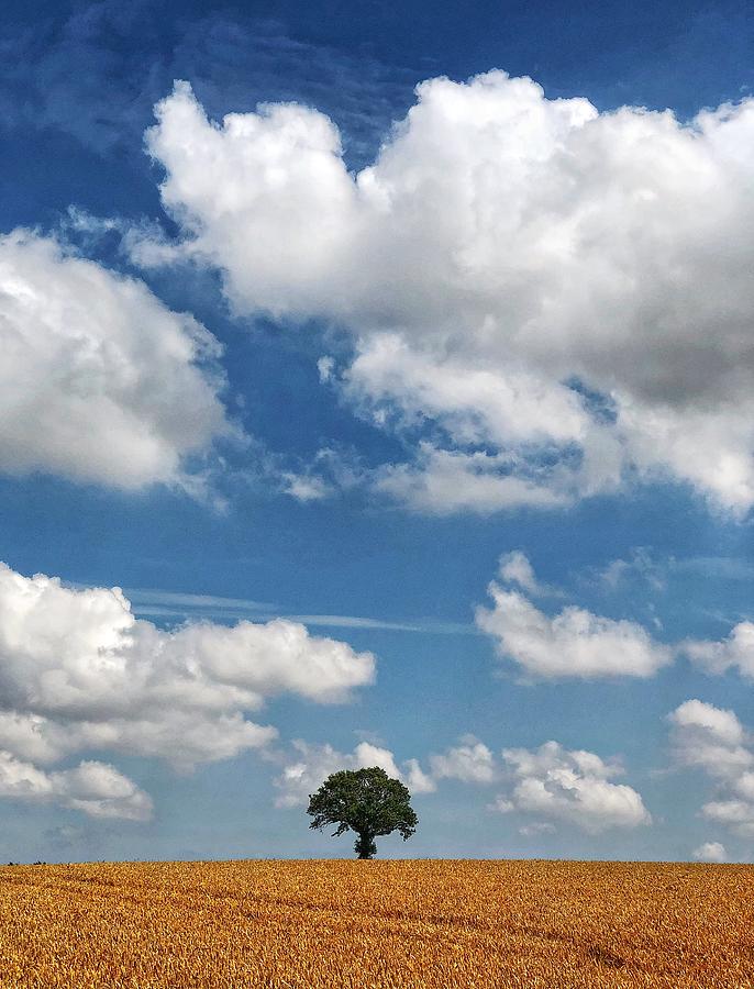 Tree in Field Photograph by William Hulbert | Pixels