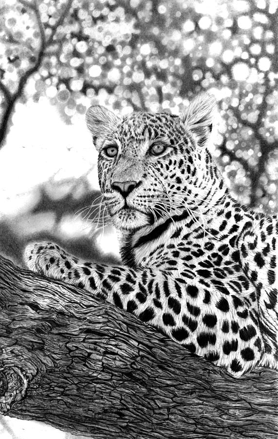 Tree Leopard Drawing by Paul Stowe - Fine Art America