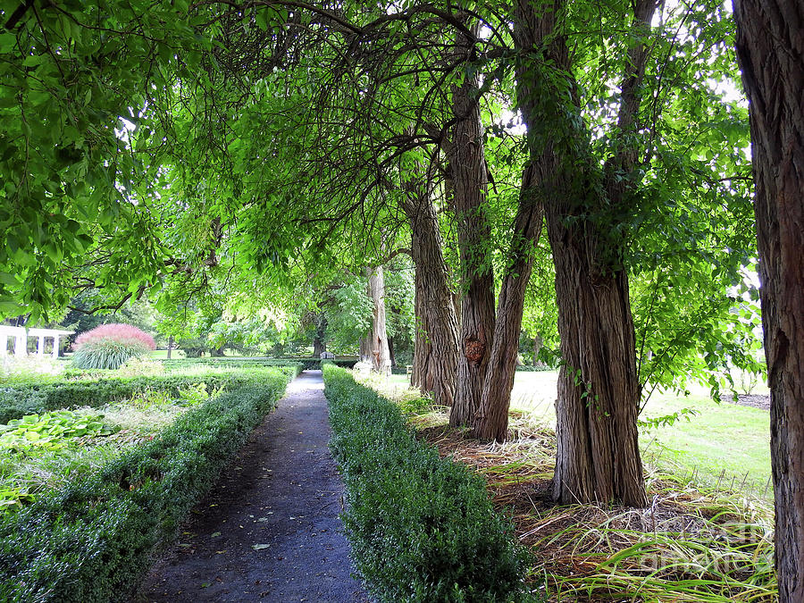 Tree Lined Path Photograph by Dawn Steiger - Fine Art America