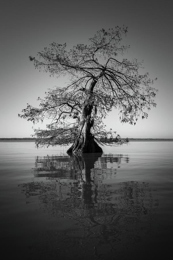 Tree Reflection Photograph by Thorsten Scheuermann - Pixels