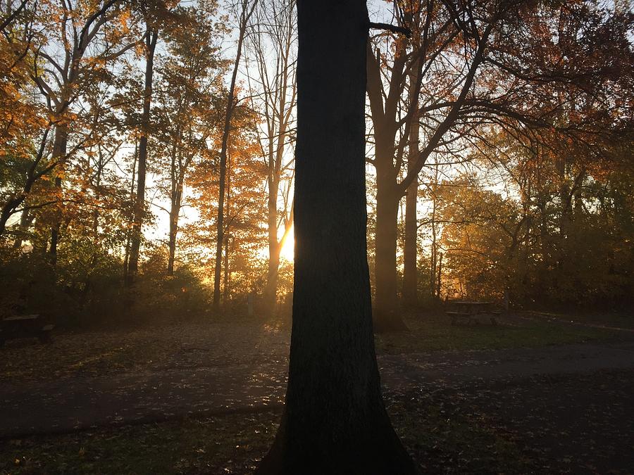 Tree rise Photograph by Ed Andrews - Pixels