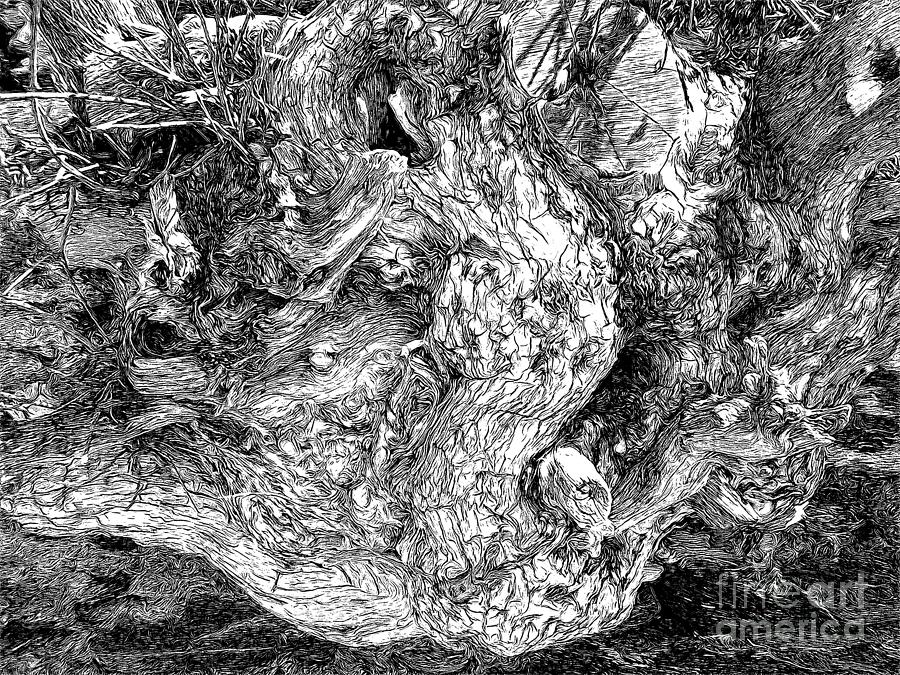 Tree root in a wall, Andros, engraving effect Photograph by Paul Boizot ...