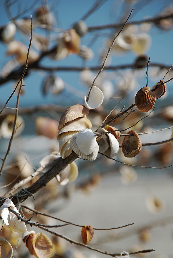 Tree Shells Photograph by Amy Scheer - Fine Art America