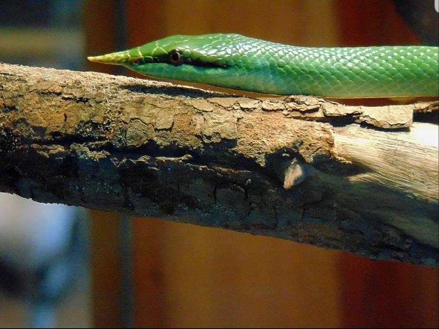 Tree snake Photograph by Jessica Shriner - Fine Art America