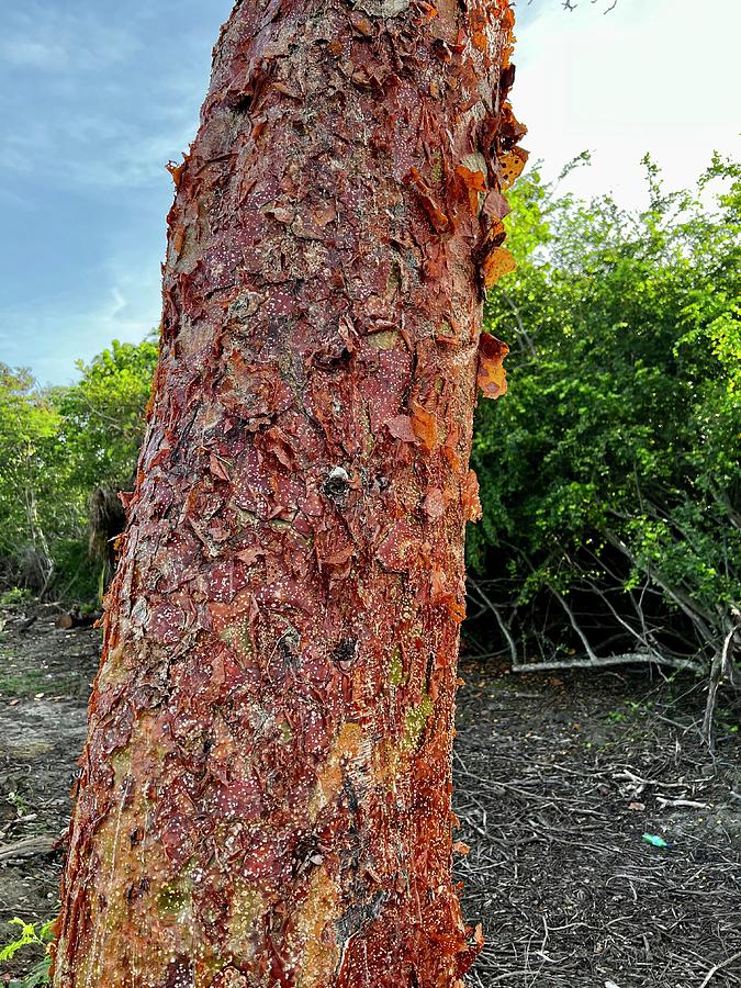 Tree stem Photograph by Christine Punnett - Pixels