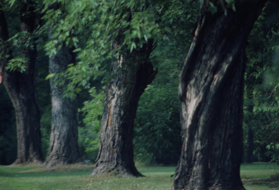 Tree Stop Photograph by Beauty by LaMere - Fine Art America