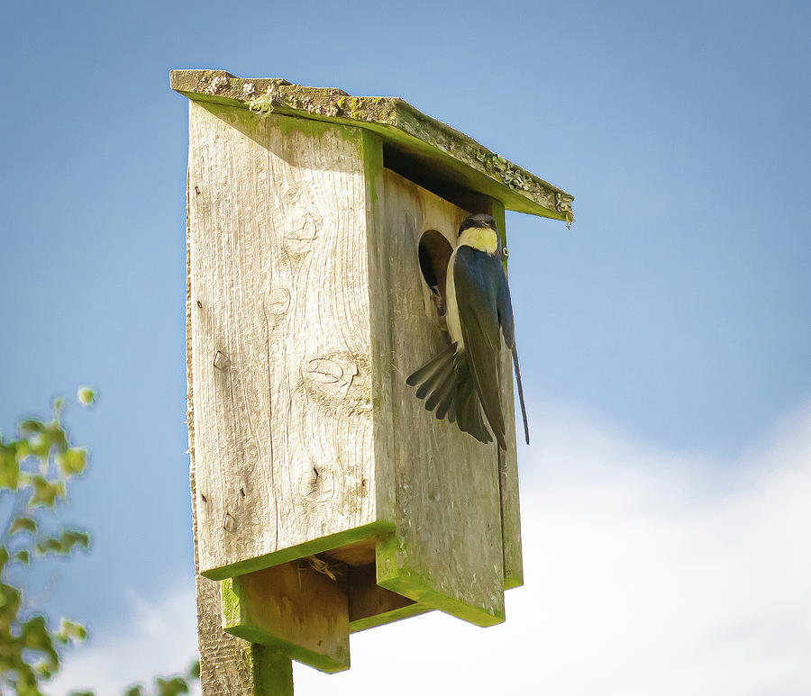 Tree Swallow on nest box Photograph by Randy D Morrison - Fine Art America