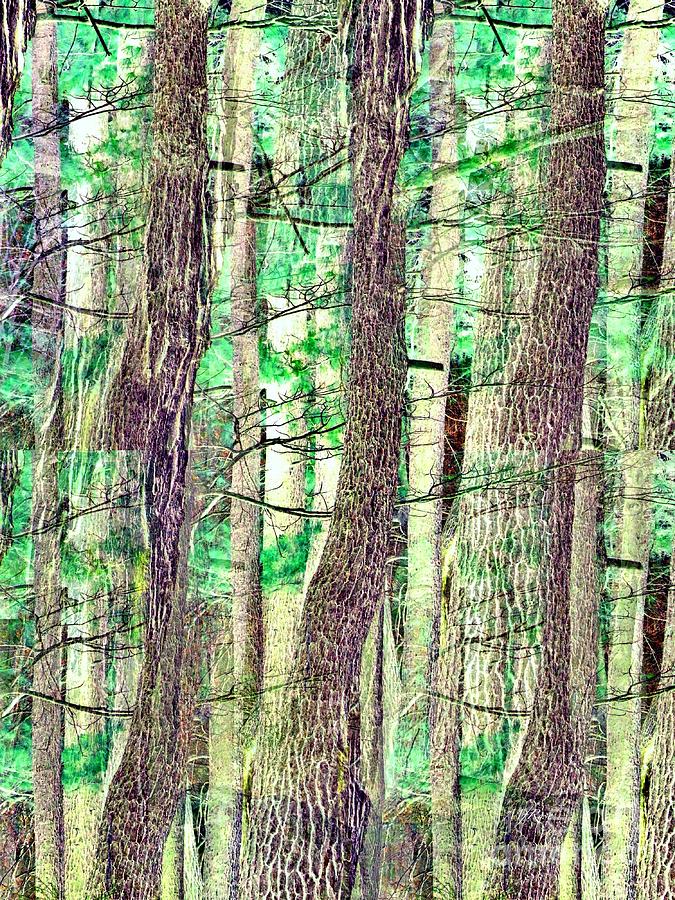 Tree trunk abstract Photograph by Maureen Rose - Fine Art America