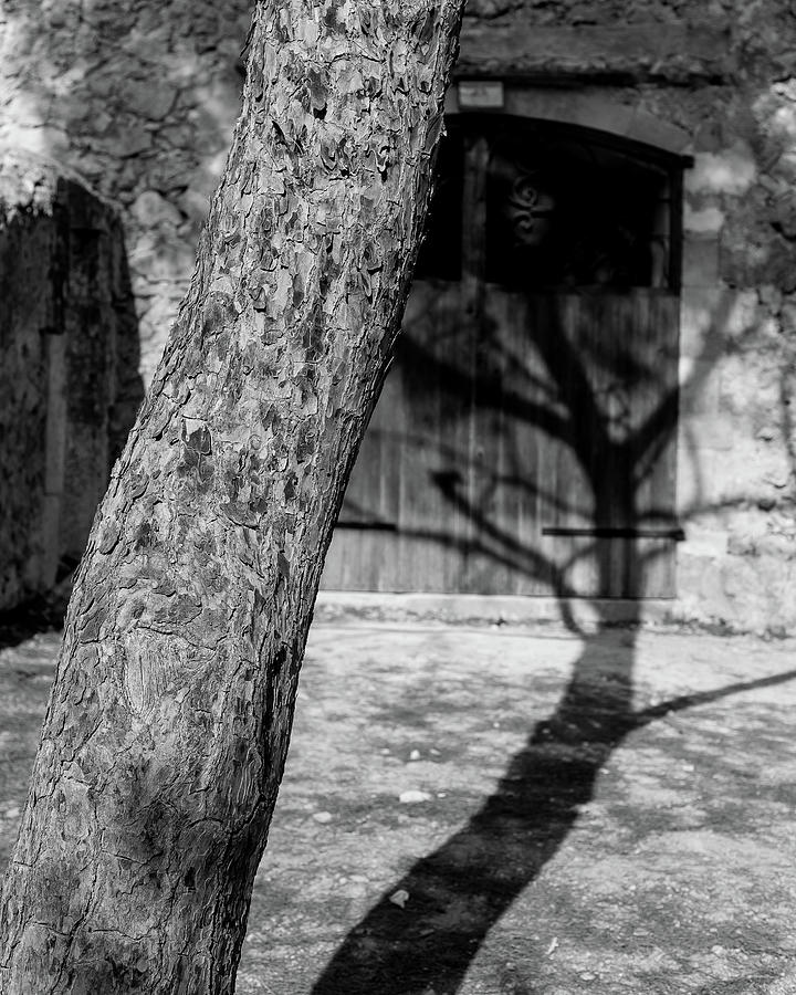 Tree trunk and shadow Photograph by Simon Maxwell - Fine Art America