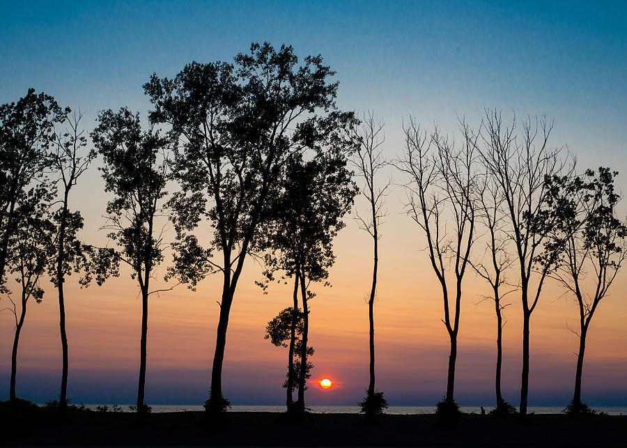 Trees At Dawn Photograph by Mark Hammerstein - Fine Art America