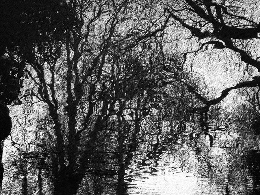 Trees - reflection in water Photograph by It's My - Fine Art America