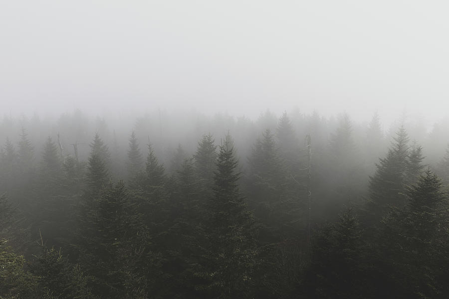 Treetops - Forest Shrouded in Fog at Clingmans Dome North Carolina Photograph by Southern Plains ...