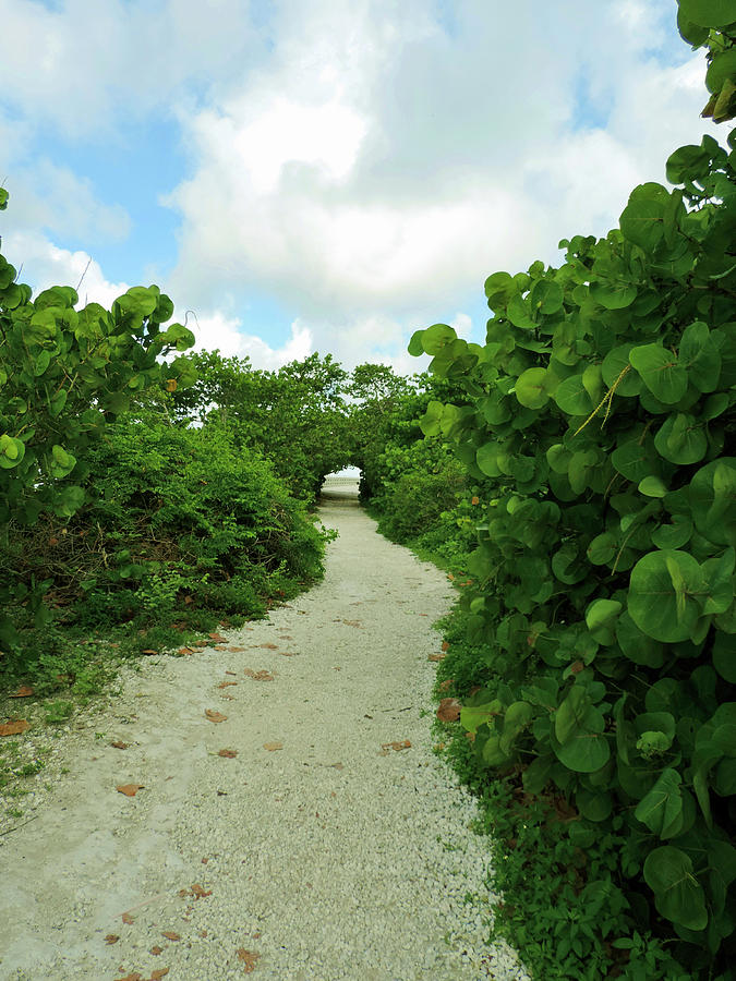 Sea Grape Trail Photograph by Leesie Annie Designs - Pixels Sea Grape Trail Photograph by Leesie Annie Designs - Pixels