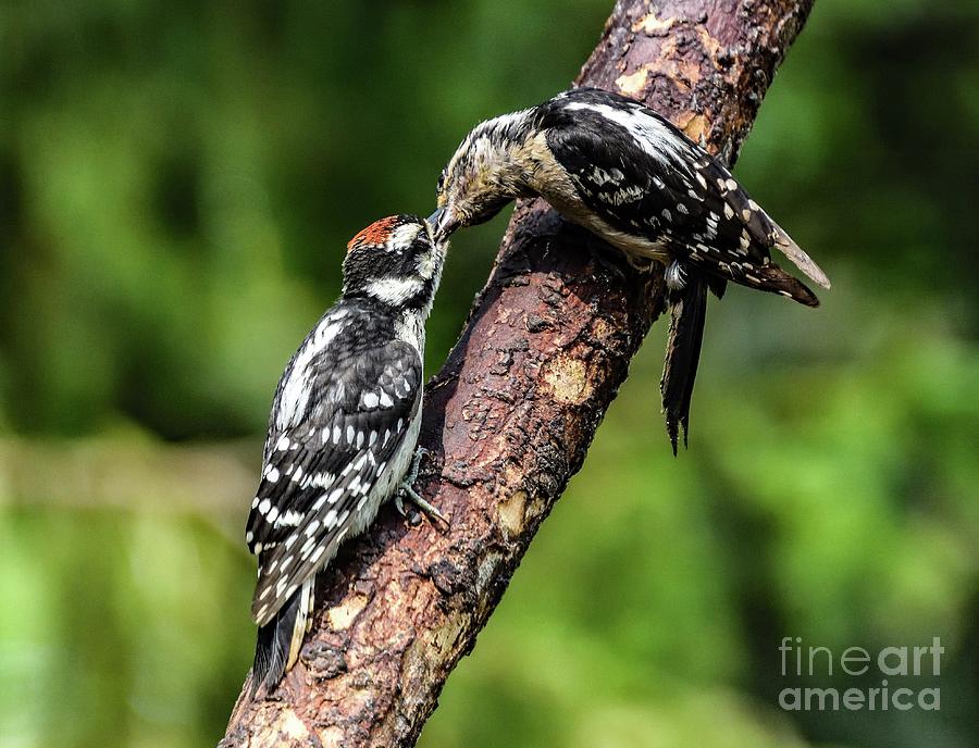 Trusting Juvenile Male Hairy Woodpecker Photograph by Cindy Treger ...