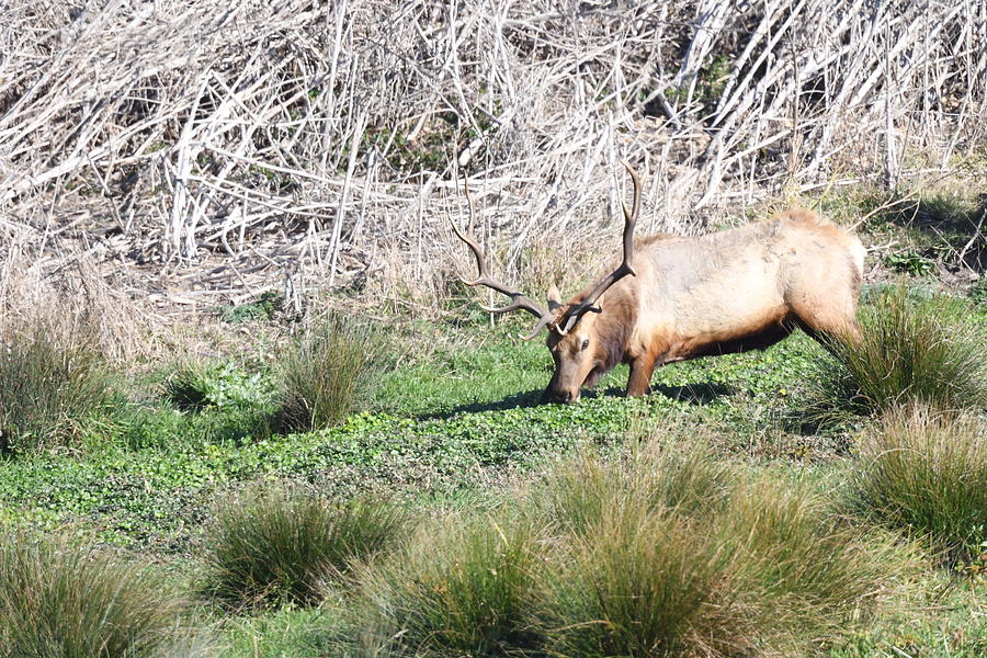 Tule Elk Stag Photograph by Connie Doherty - Fine Art America