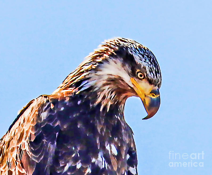 Tule_061 Photograph by Howard Stapleton - Fine Art America