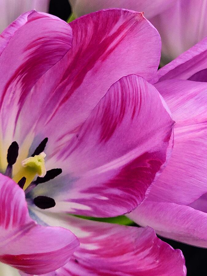 Tulip 24 Photograph by Christine Beaudry - Fine Art America