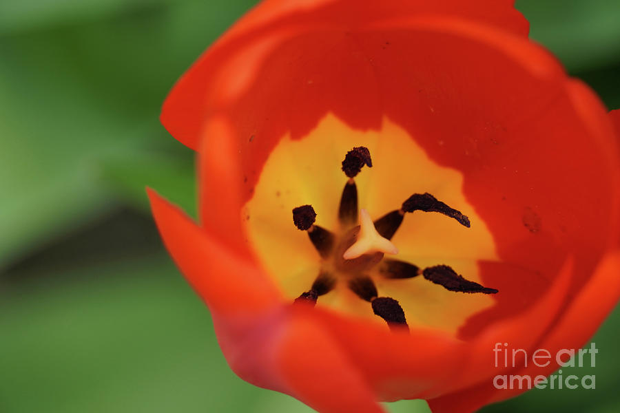 Tulip Photograph by Christine Hahn - Fine Art America