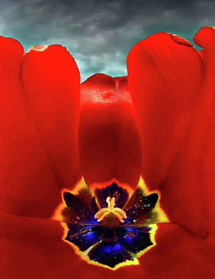 Tulip Photograph by Husna Altin - Fine Art America