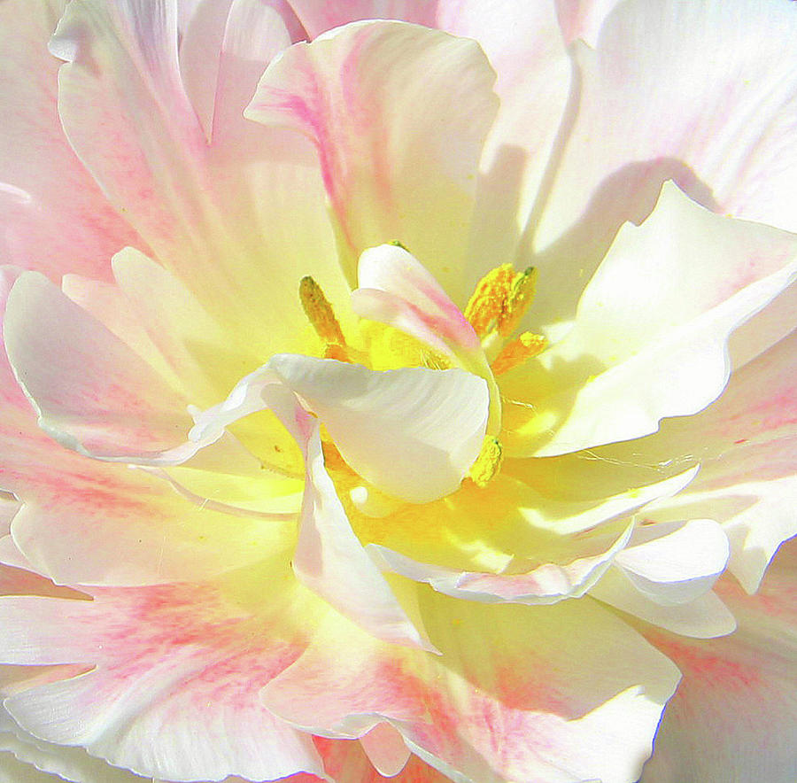 Tulip Magnificent Photograph by Susan Huckins - Fine Art America