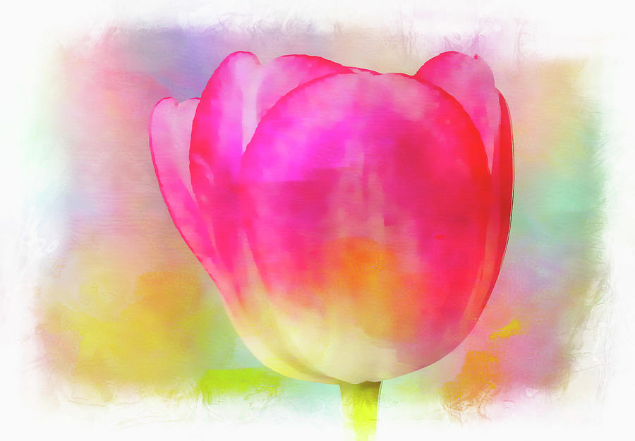 Tulip Portrait Photograph by Arlene Krassner - Fine Art America
