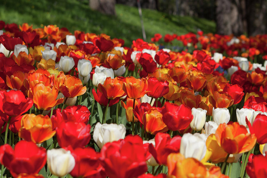 Tulips Photograph by Carl-Erik Paulin - Fine Art America