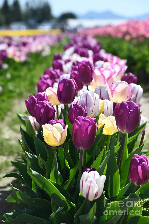 Tulips Photograph by Carol Eliassen - Fine Art America