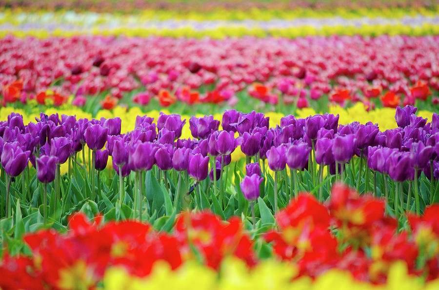 Tulips Photograph by Damian Fernandez - Fine Art America
