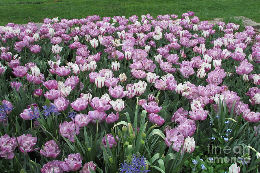 Tulips, original Photograph by Christine Hahn - Fine Art America