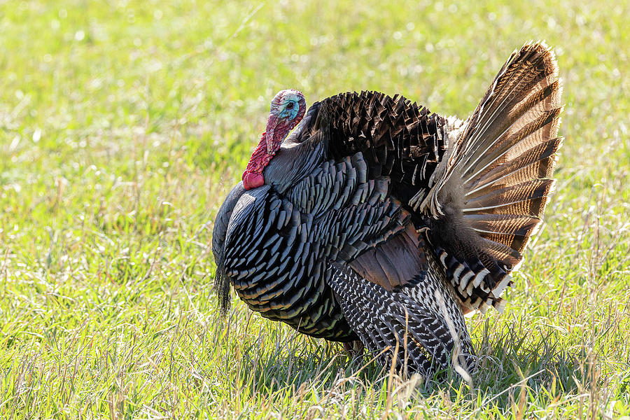 Turkey Tom Showing Off Photograph by Tony Hake - Fine Art America
