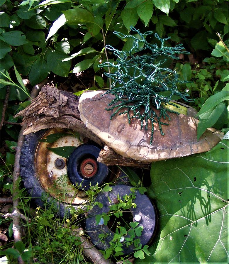 Turtle Knowledge Digital Art by Crystal Bourque - Fine Art America